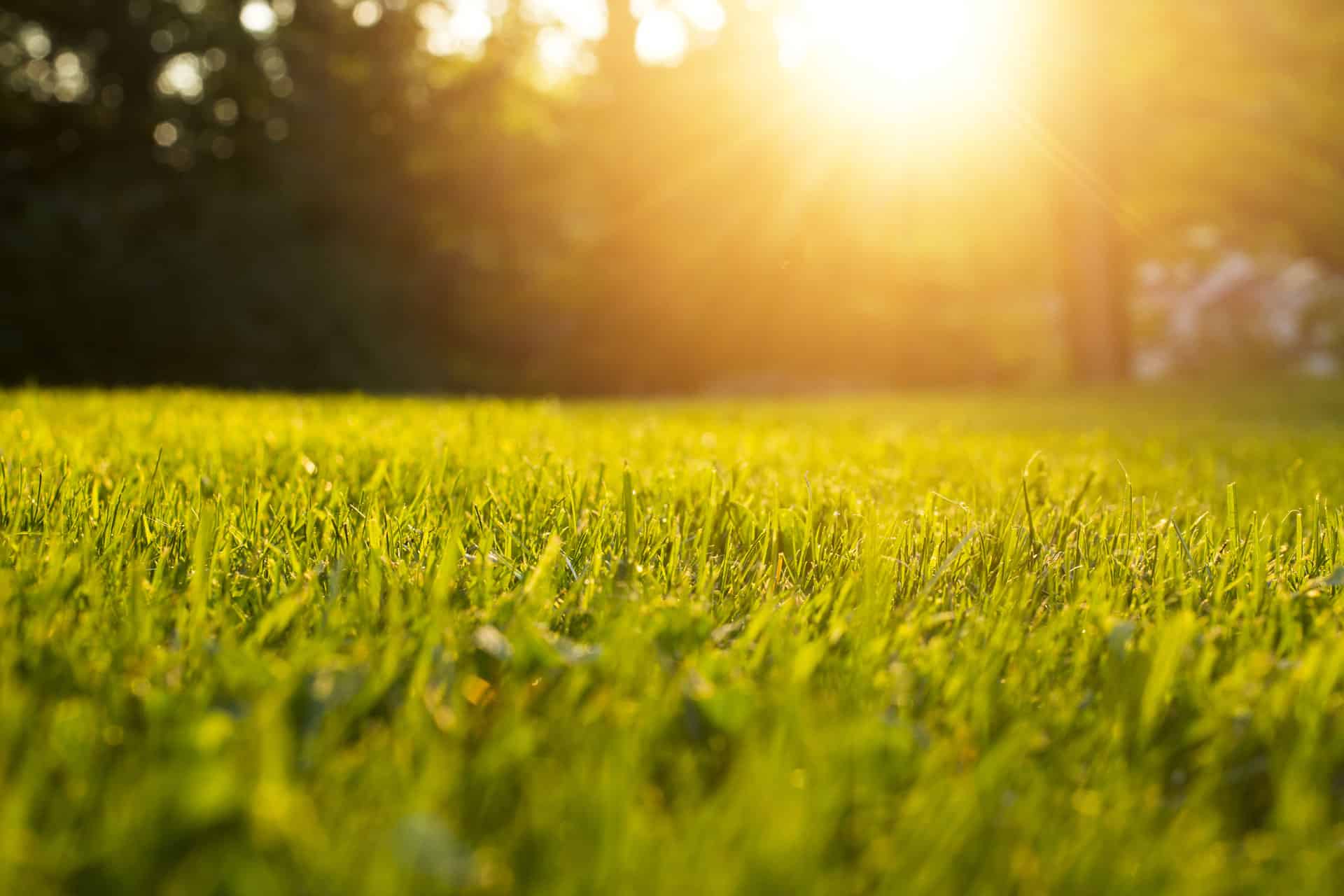 Warm Season Grasses: Benefits and Disadvantages for VIC