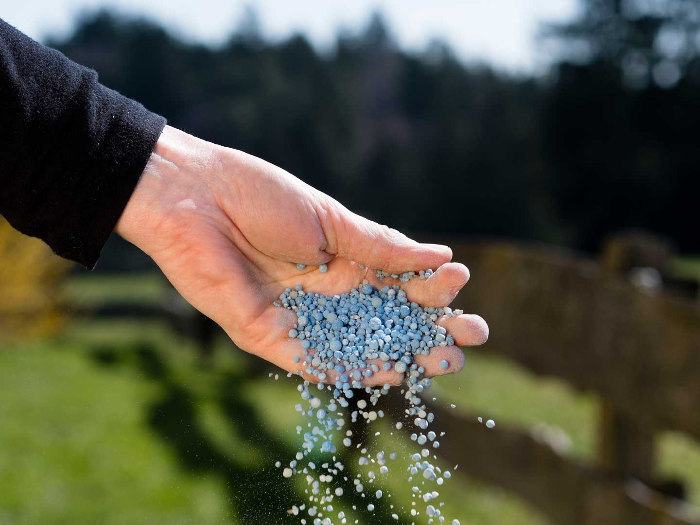 When and How Often to Fertilise Your Lawn Victoria